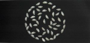 RISO CARNAROLI: STORIA, COME CUOCERLO, RICETTE